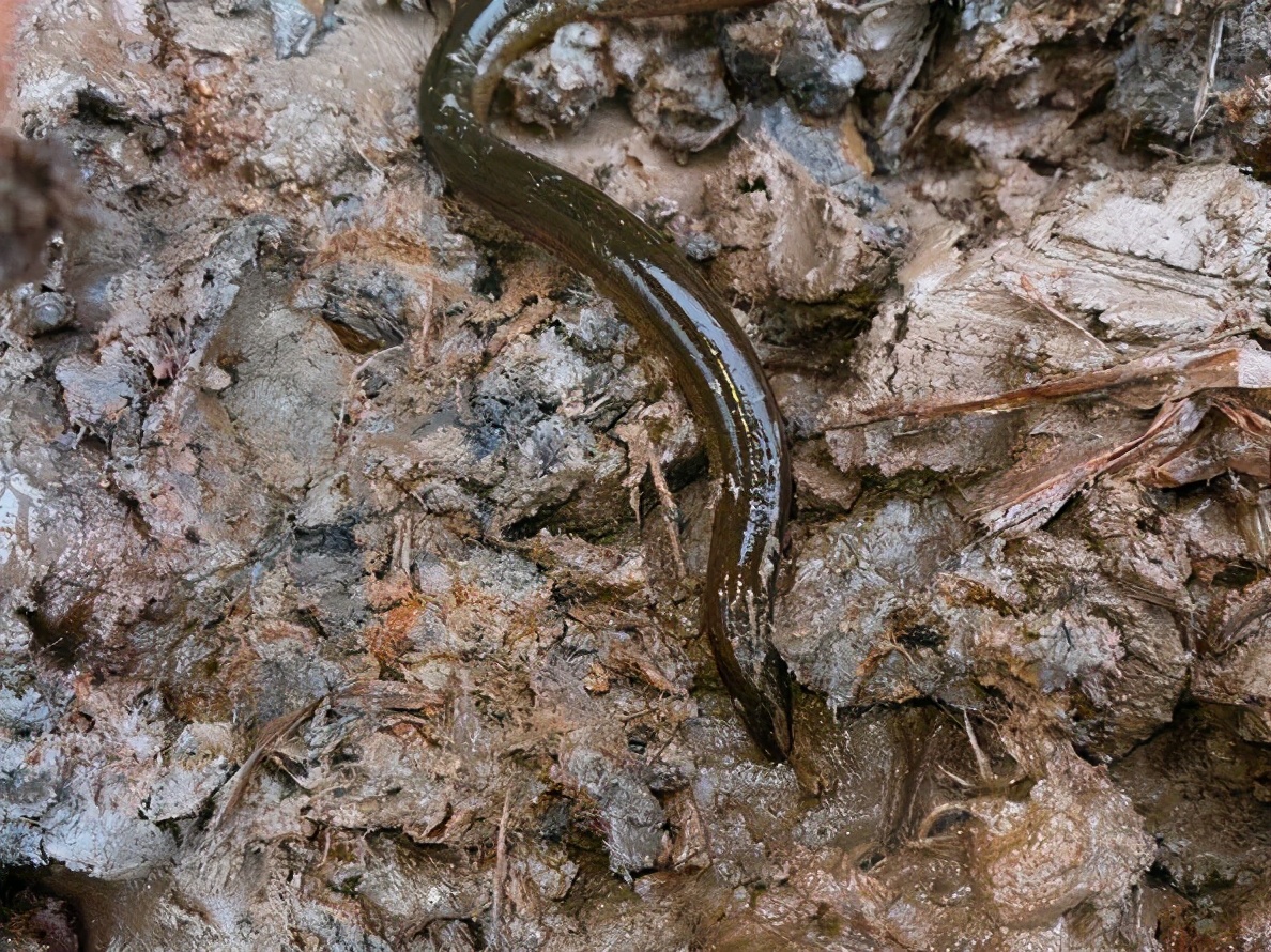 Rice field eels usually get into the soil of rice fields and do not eat ...