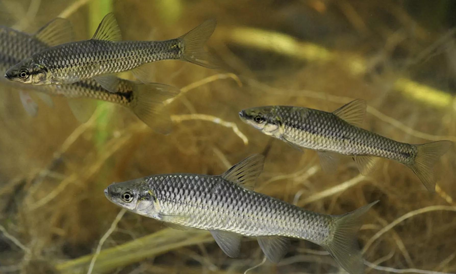 The harm and value of wheat ear fish - iNEWS