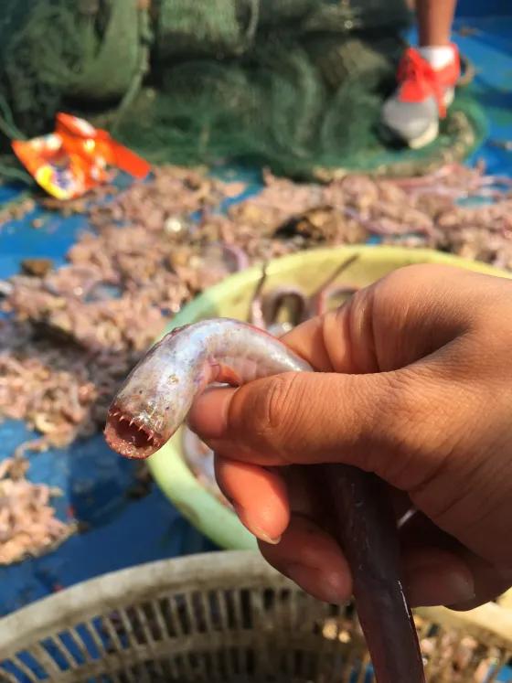 Jinzhou Dialect: Monkey Fish - iNEWS