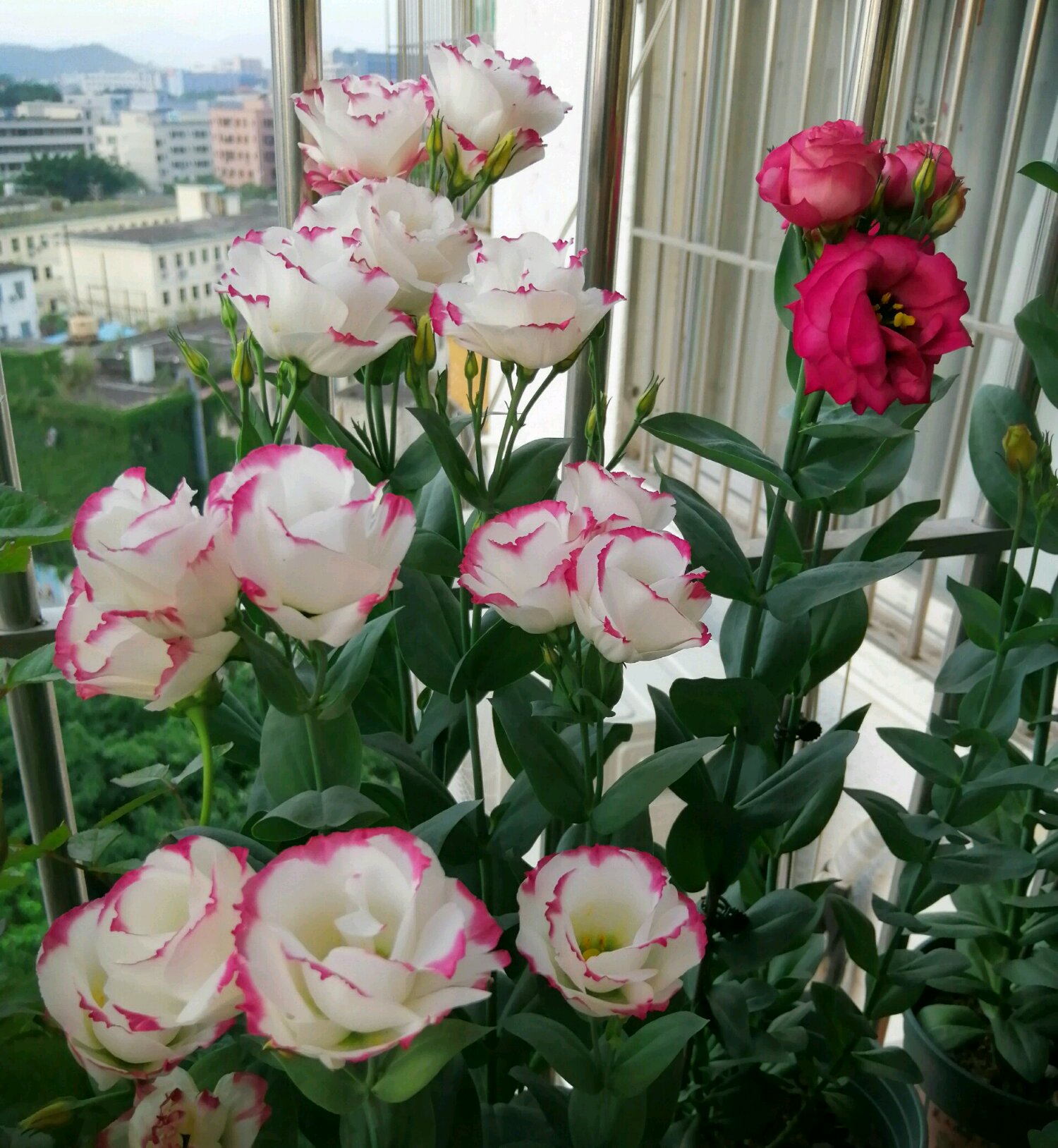 balcony potted "new favorite"-Yangquas, known as "non-rose rose", look ...