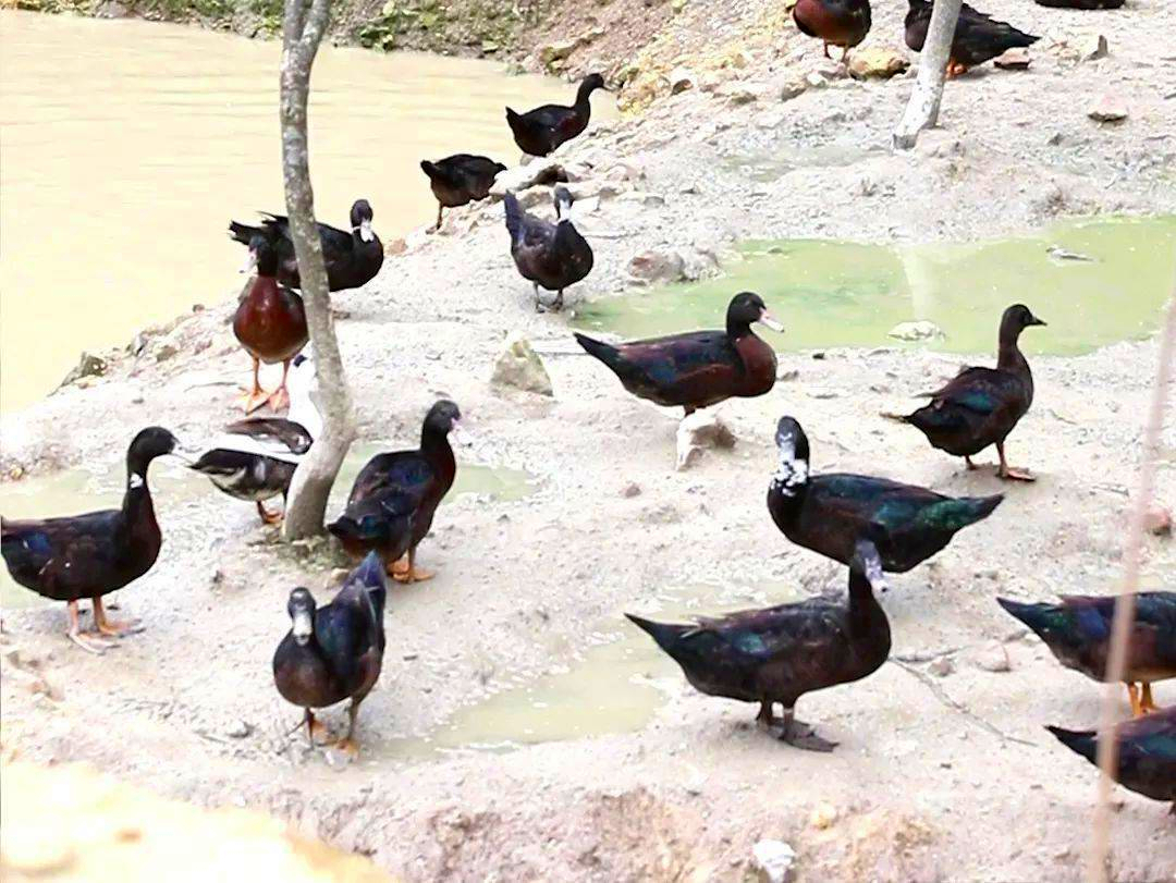 China's top ten famous ducks, after evaluation, these 10 places are ...