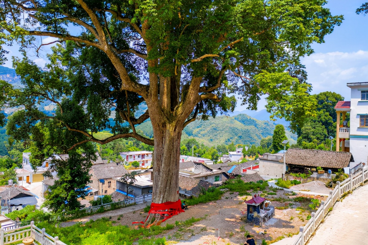 A tree sells for 17 million!Why is the golden nanmu so valuable, but ...