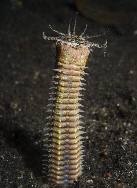 Ocean Worm Bobit: Can tear fish in an instant, hell-level killer in the ...