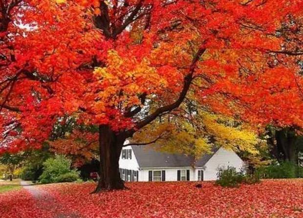 When the Maple Leaf Country is the most beautiful maple viewing - iNEWS