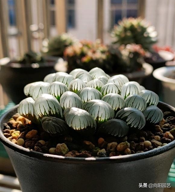 The transparent ice lamp and jade dew will teach you how to maintain it ...