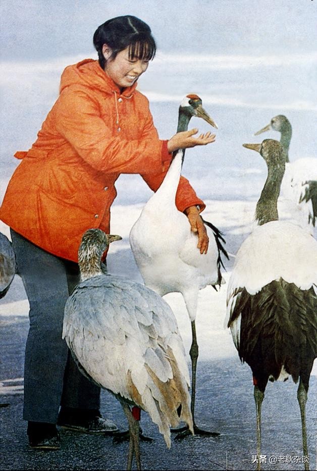 27 years after the red-crowned crane girl was sacrificed, her younger ...