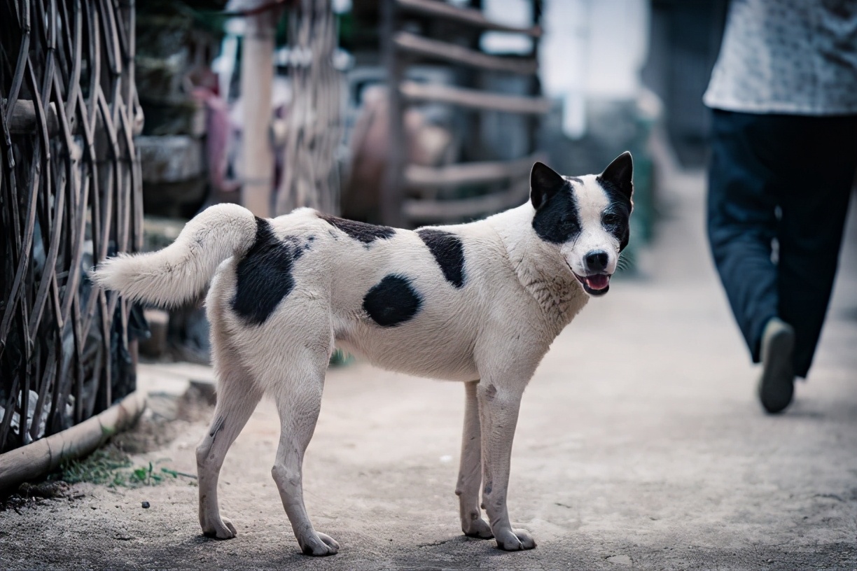 The selection of a dog depends on these characteristics. The one that ...