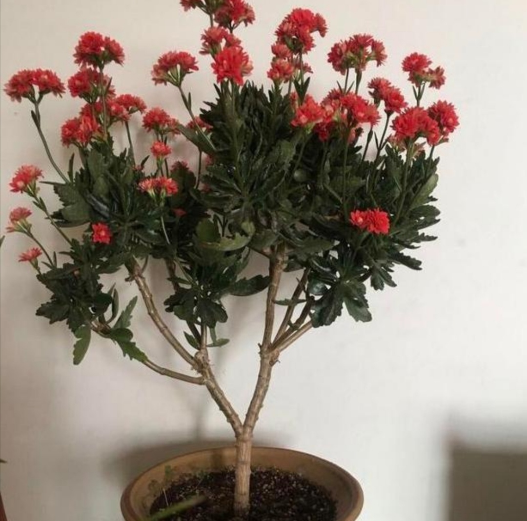 For the longevity flower at home, use one method to make it grow into ...