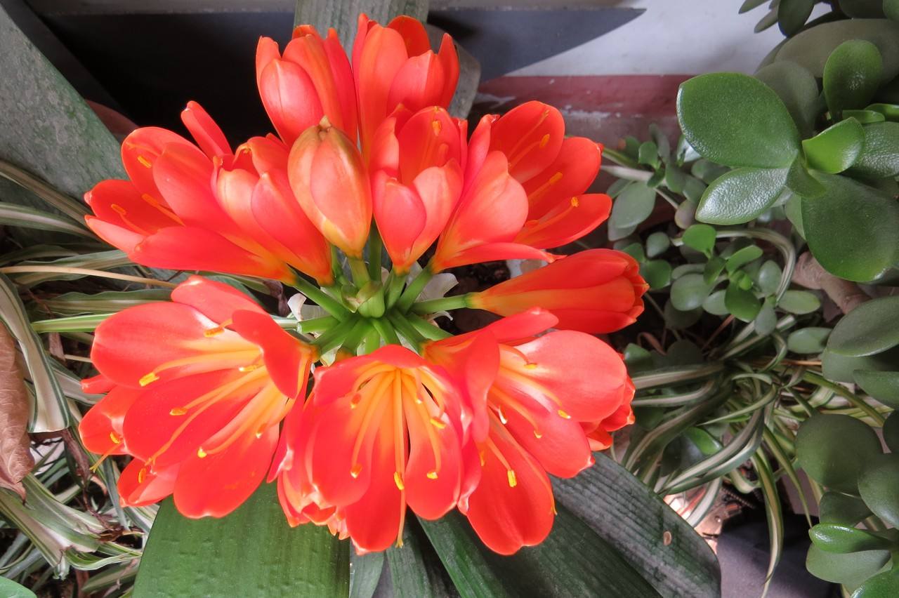 A kind of flower is recognized as a "noble flower". Are you raising ...