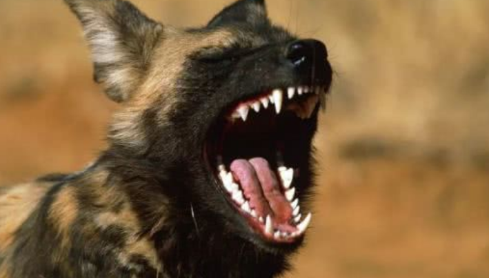 African wild dog and baboon showdown: in 3 years, wild dog killed more ...
