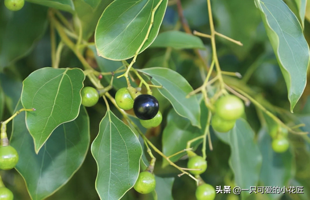 The whole scented camphor tree is the raw material for extracting ...
