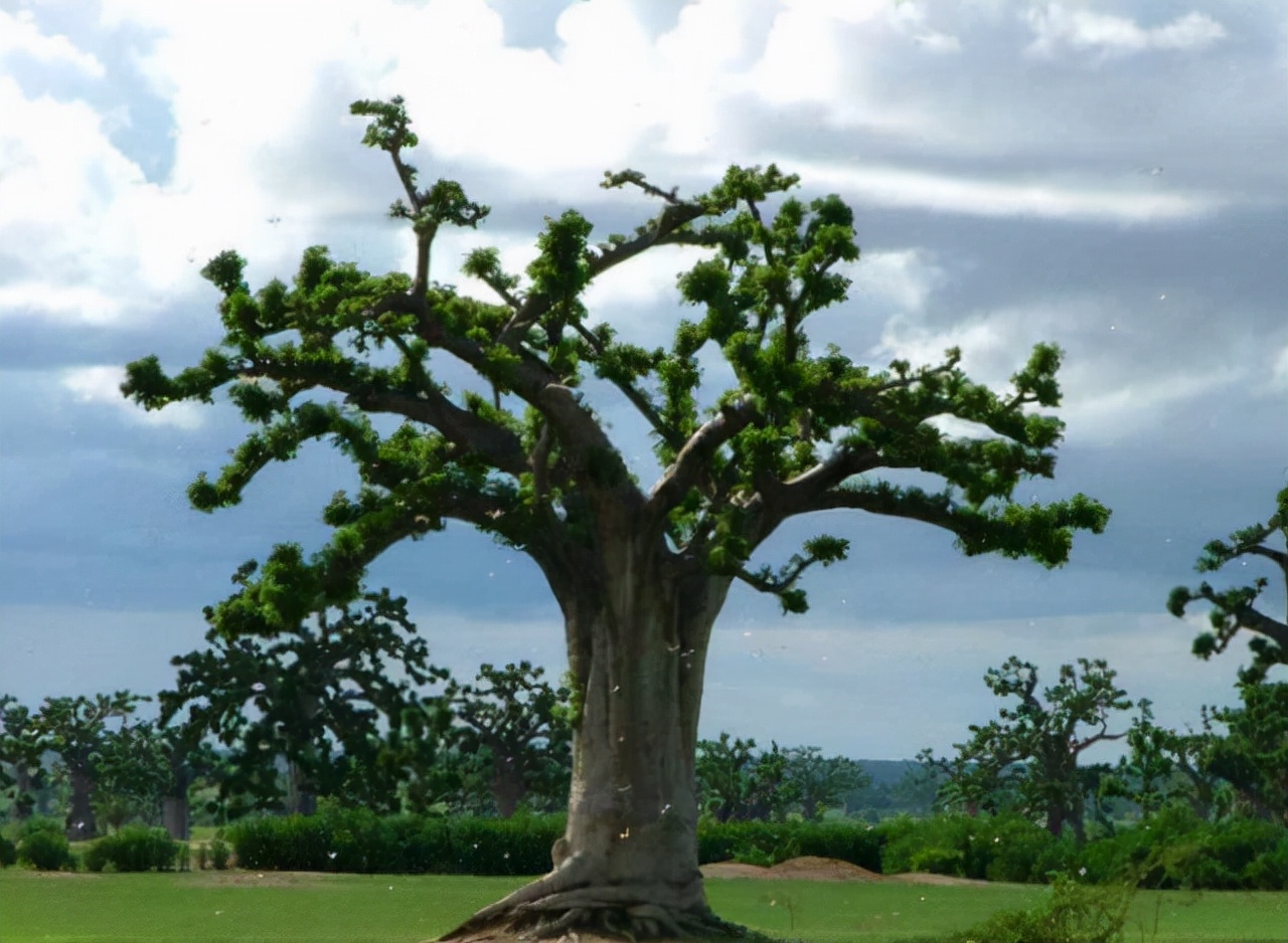 A kind of "Laughing Tree" in Africa, it laughs when the wind blows, and ...