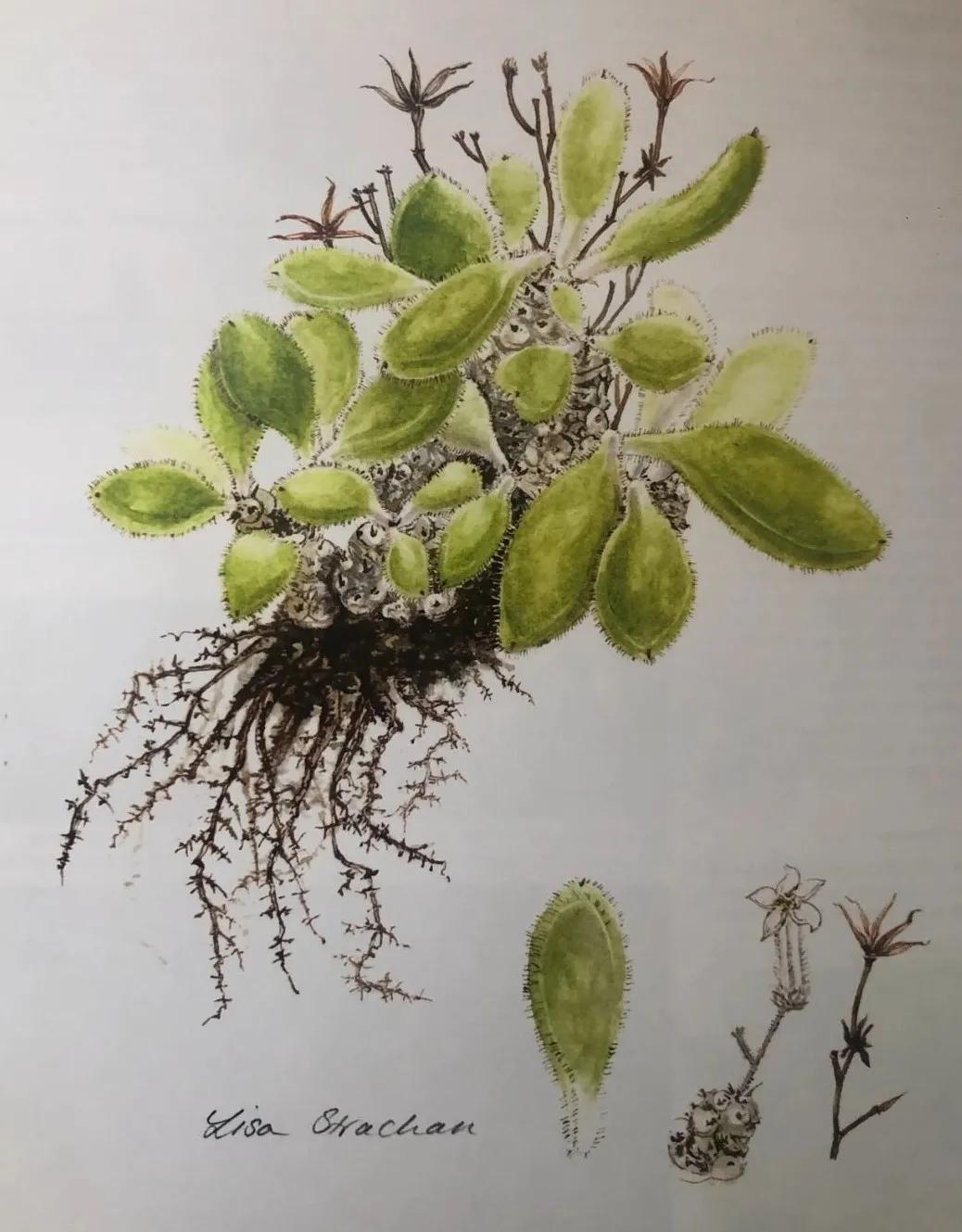 奇峰錦屬 Tylecodon longipes 長莖奇峰錦 - 資訊咖