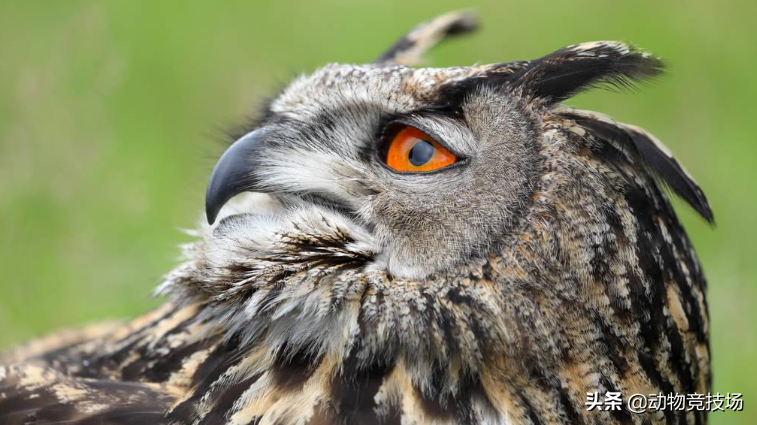 Catches 4000 rats a year, dare to take the initiative to attack eagles ...