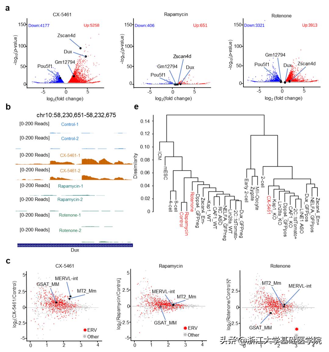 Zhang Jin's group reported that rRNA biogenesis regulates the fate ...