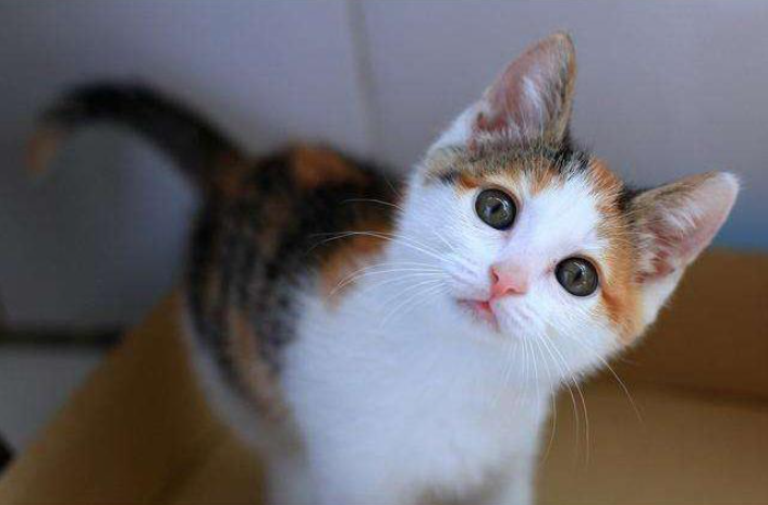 These five most famous "Chinese Pastoral Cats", which one do you know ...