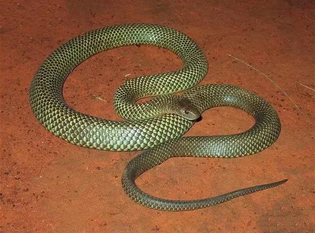 The sharp-nosed viper, the brown Iao snake, the two venomous snakes ...