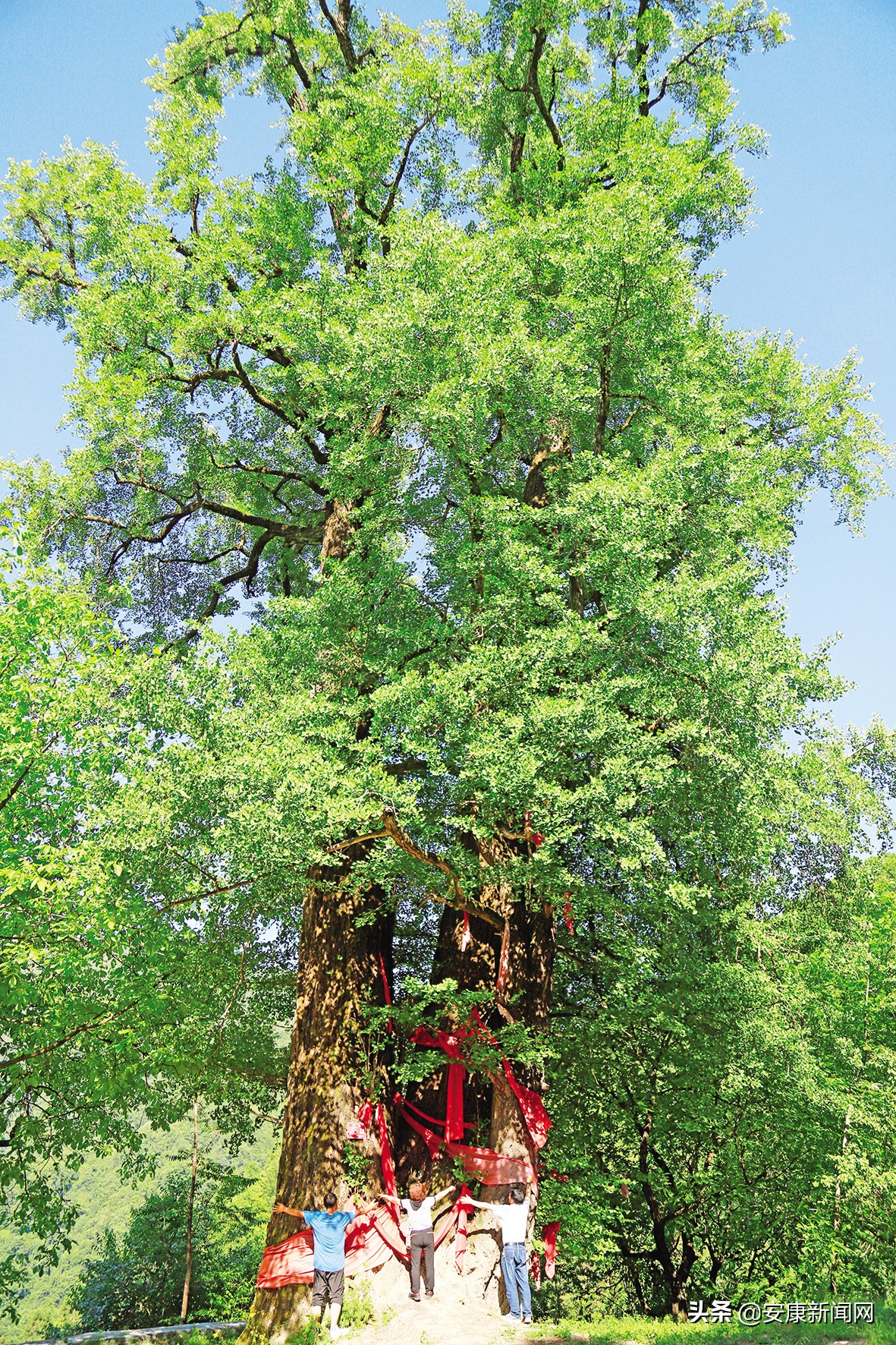 Ankang: Country Tour with Thousand-Year-Old Ginkgo Trees - iMedia