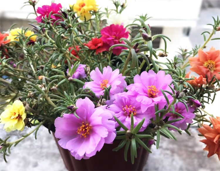 The flower language of the sun flower is tenacious and brave, a plant ...