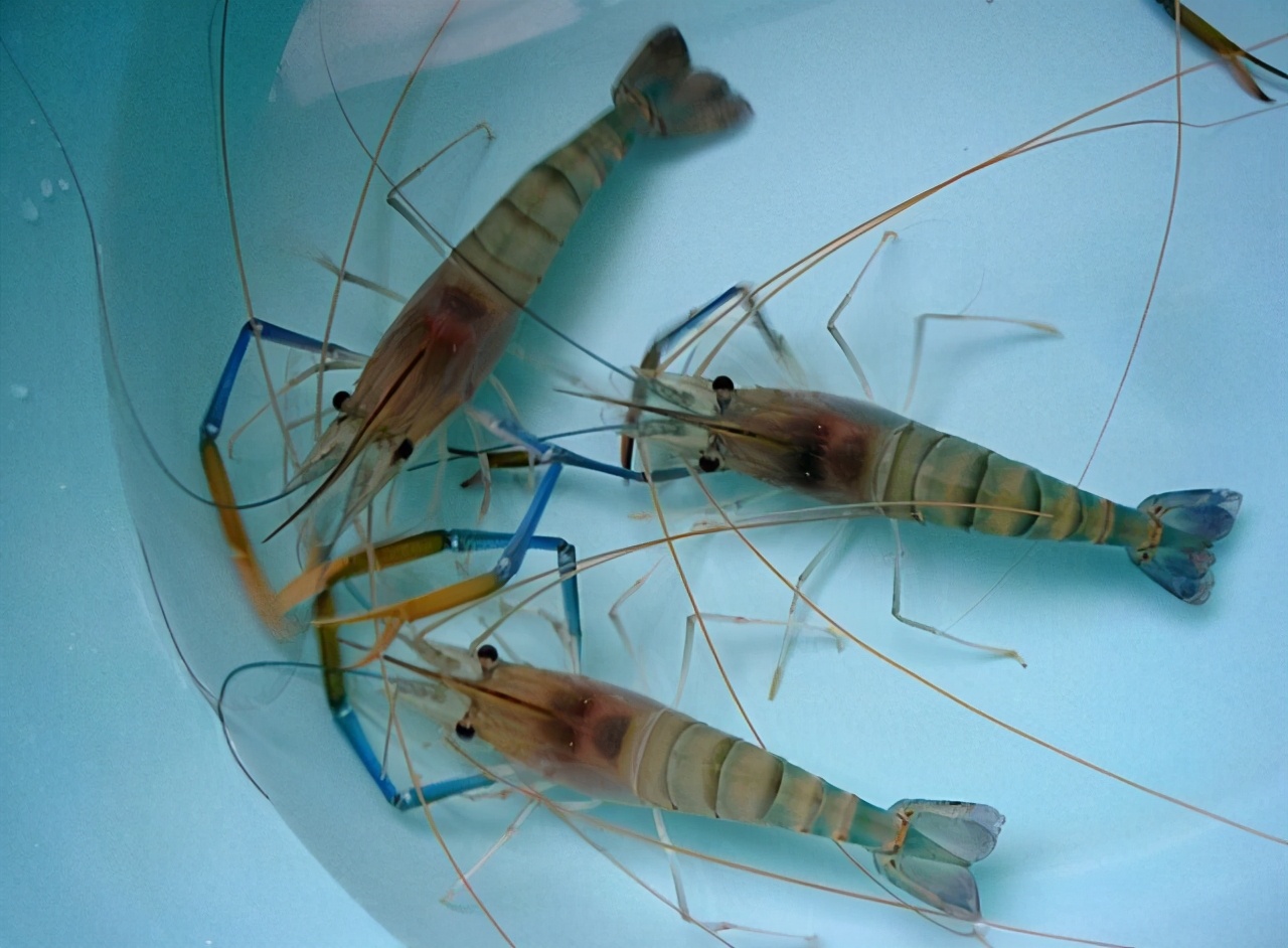 There are so many Roche shrimps in the Mekong River that have become a ...