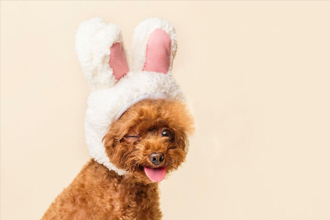 The most beloved Teddy dog of the Chinese people, but there are "5 ...