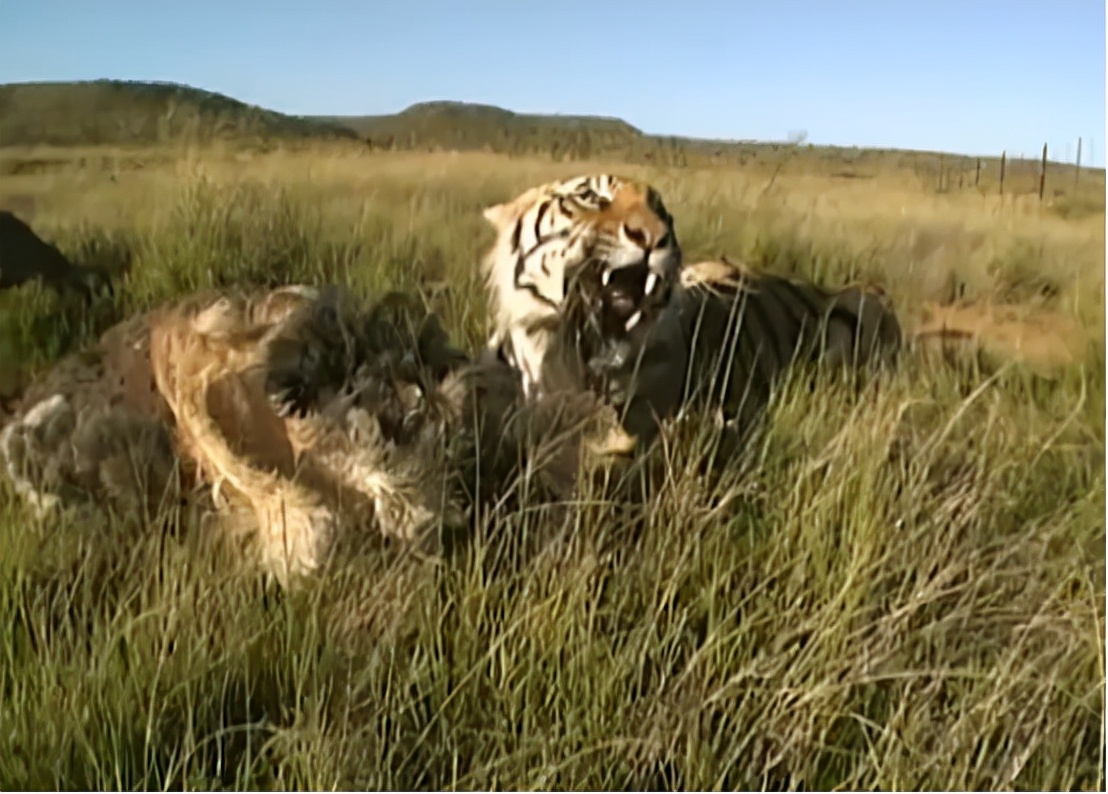 Scientists transported two tigers to Africa. Can the lion keep its ...