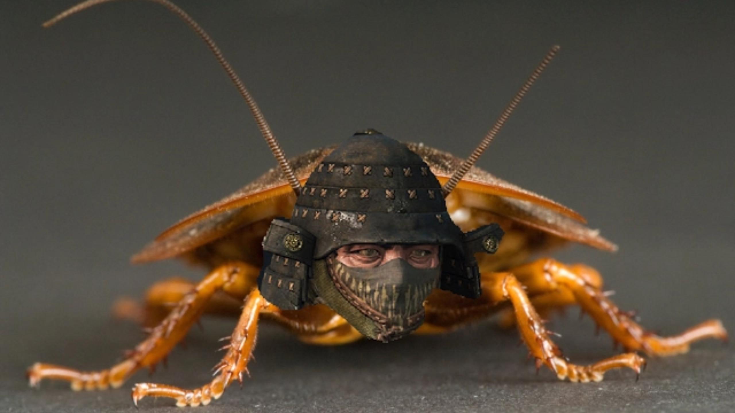 The Japanese with heavy tastes think that cockroaches are beautiful, so ...