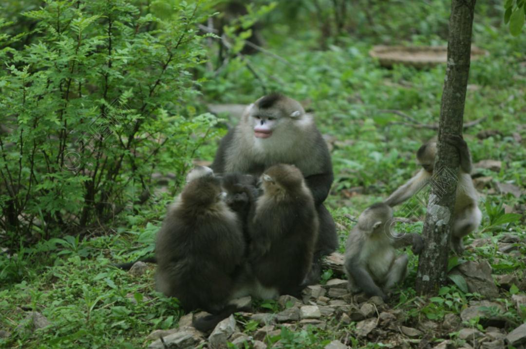 A rare animal you don't know-"Dian Golden Monkey" - iNEWS