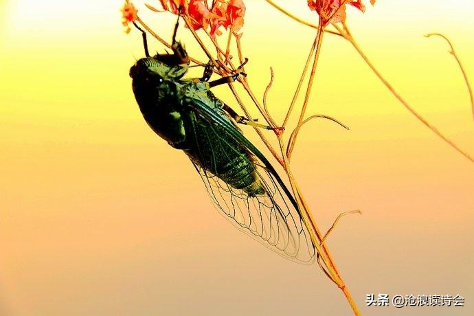 Listening to cicadas in summer, the four cicada poems of the Tang ...