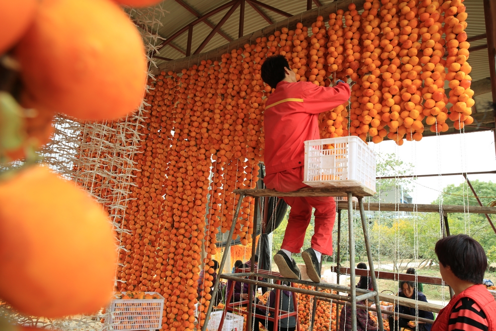 A glimpse of the golden persimmon and persimmon village - iNEWS