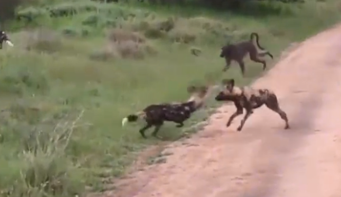 African wild dog and baboon showdown: in 3 years, wild dog killed more ...