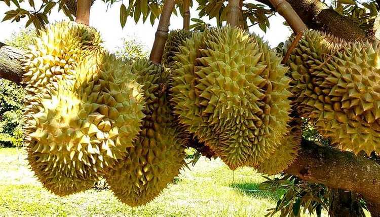 The durian season in Battambang Province, Cambodia has begun, the ...