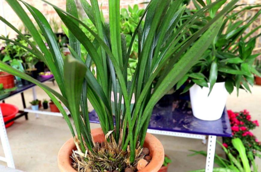 "Pick" this bark and take it home to boil and grow flowers, which can ...