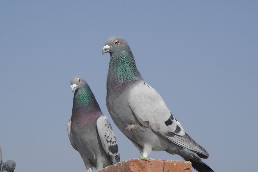 How to treat a single eye cold in a homing pigeon - iNEWS