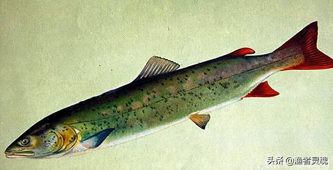 Can a fish grow to 124 meters?Can the Kanas Lake big red fish-Zheluo ...