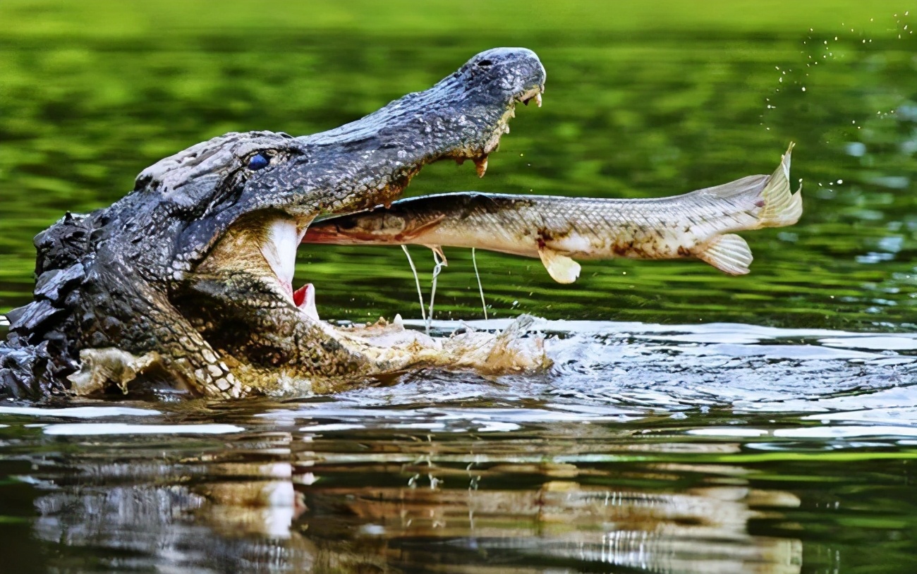 The crocodile gar invaded Guangdong, the Cantonese who love to eat fish ...