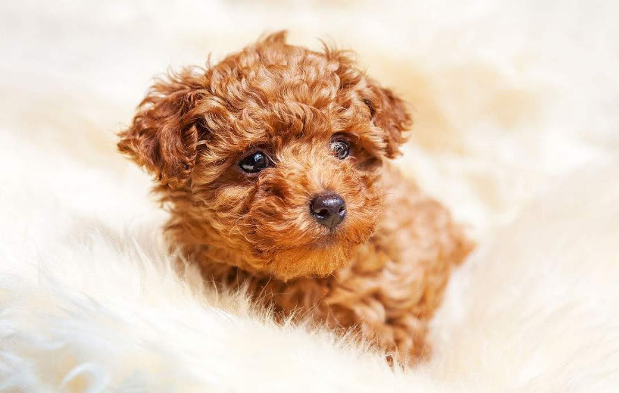 The most beloved Teddy dog of the Chinese people, but there are "5 ...