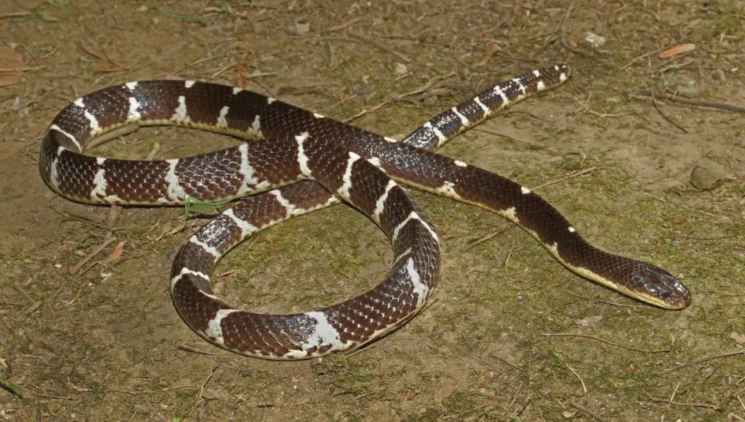 Yunnan Yingjiang newly discovered a poisonous snake, named Bai Suzhen ...