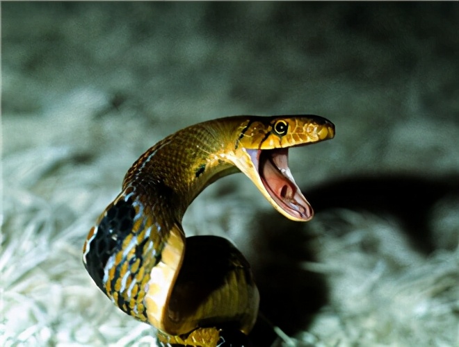 Sansuo Jin snake, fierce temperament but magical effect, people also ...