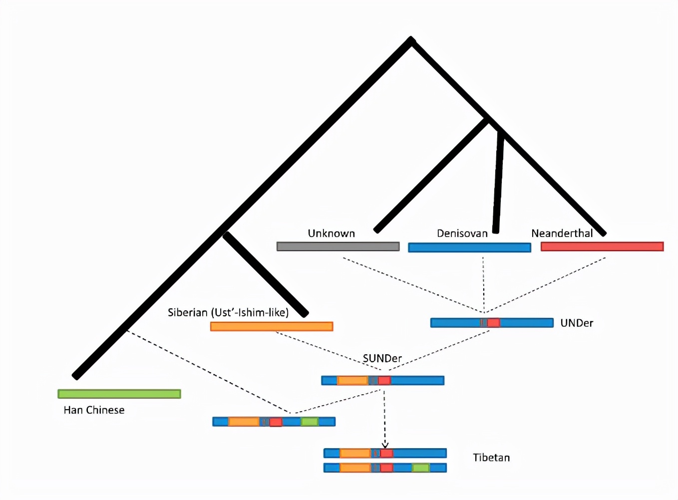 DNA reveals the origin of the ancestral and adaptive genes of the ...