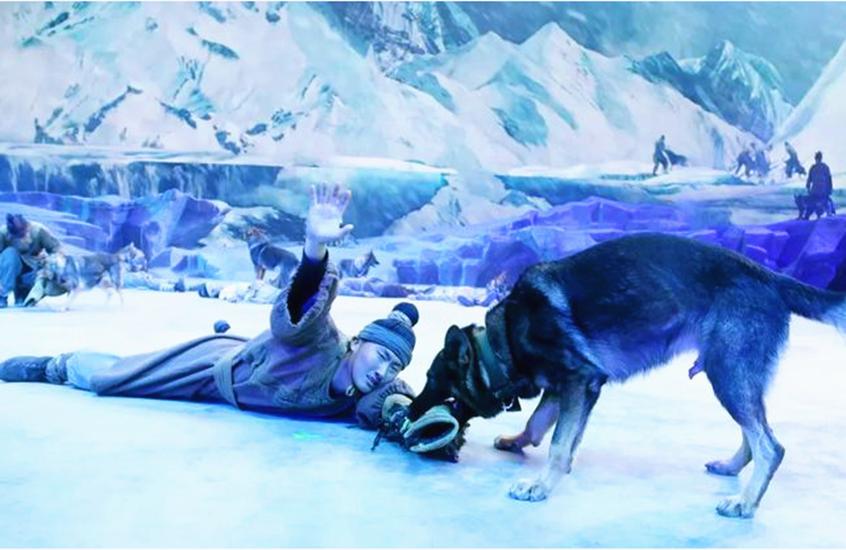 30 Siberian wolves starred in the legend of Camel Bell, do you dare to ...