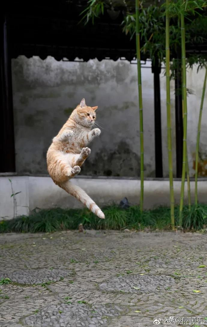 It is more famous than the Forbidden City cats. This time, the cats in ...