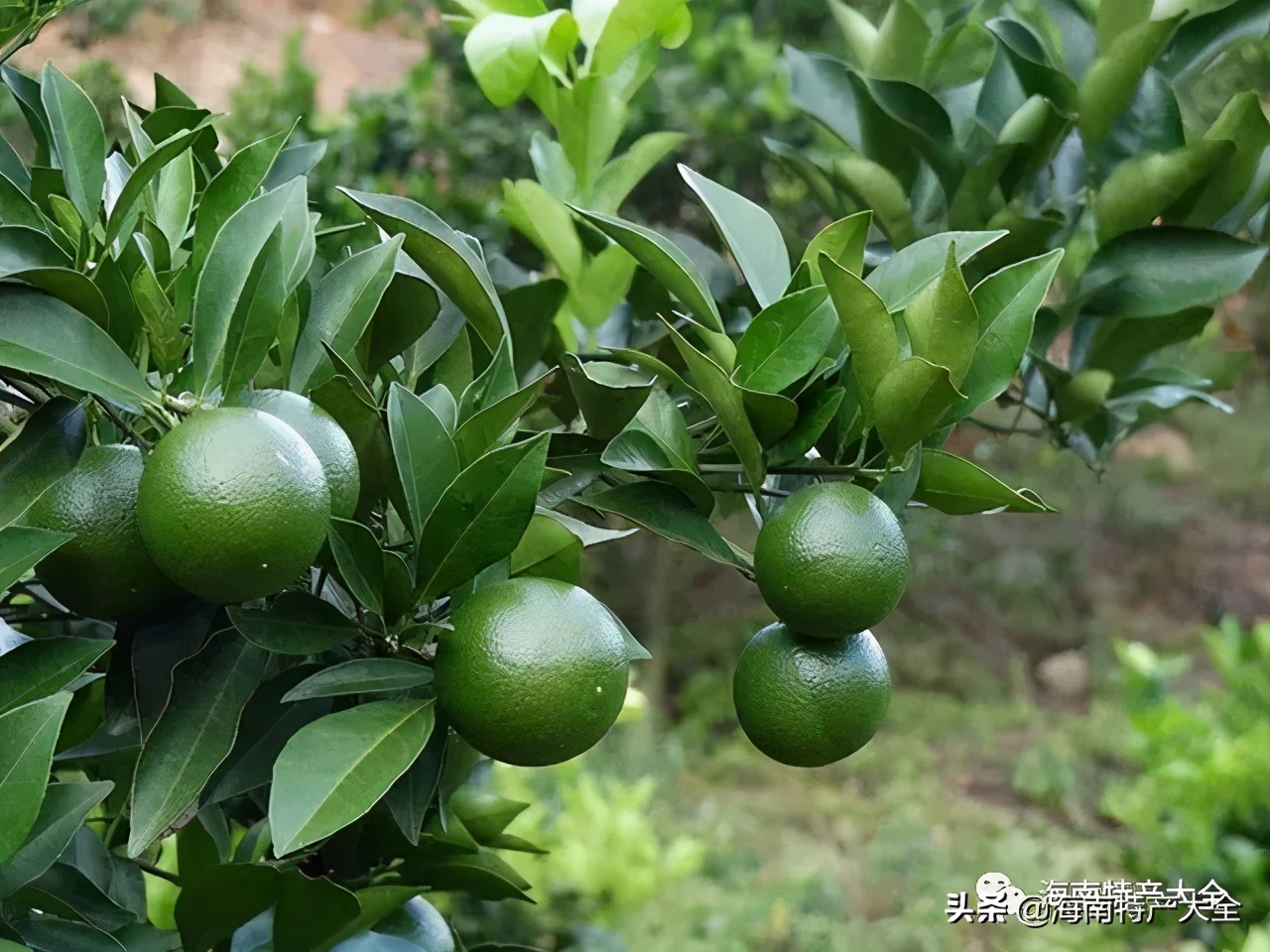 Introduction to Hainan Tropical Fruits (Part 1) - iNEWS