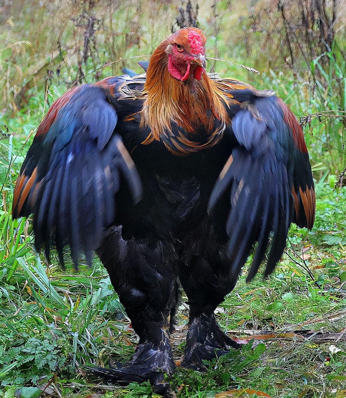 The biggest chicken in the world, can ride and pull carts, have you ...