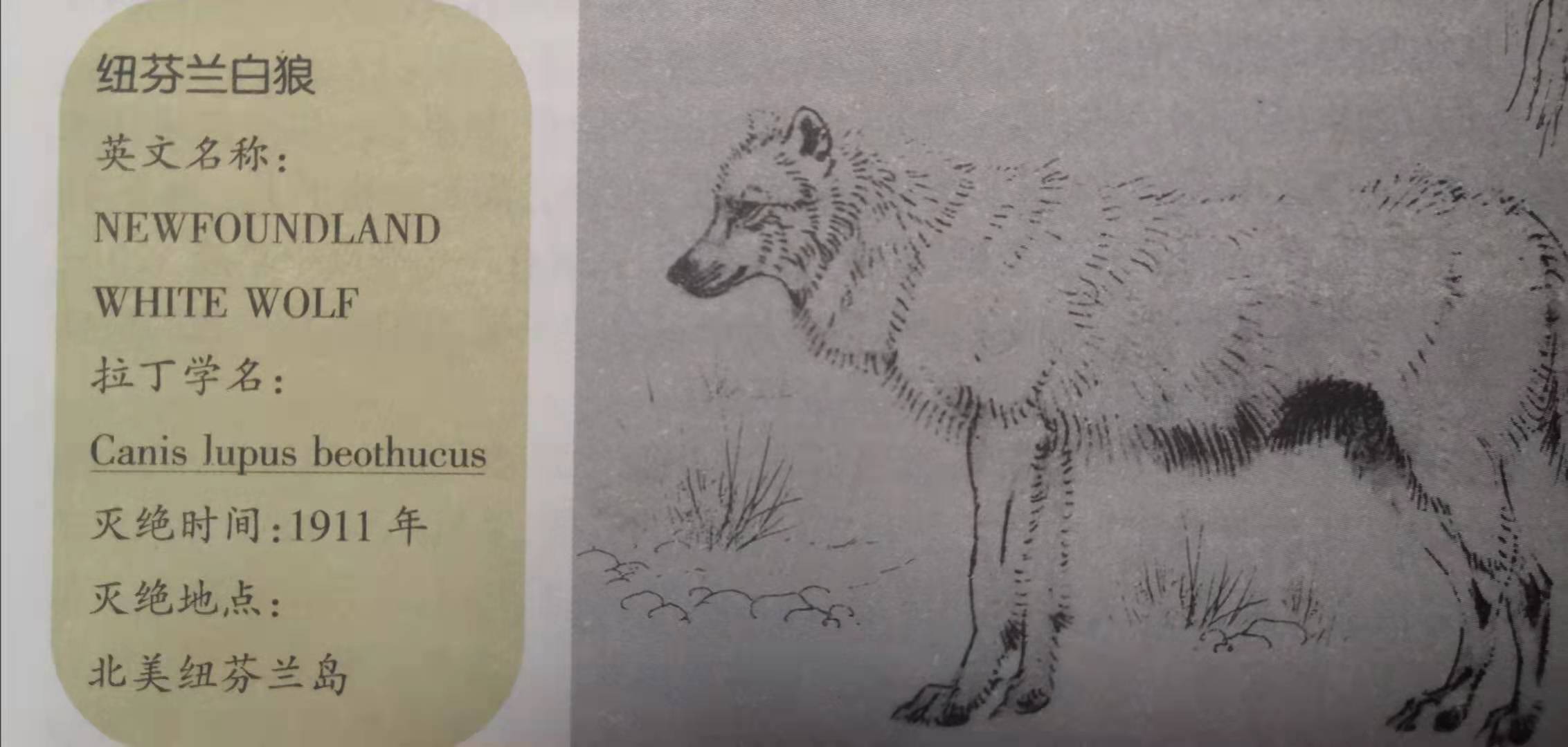 History of the extinction of wolves by mankind - iNEWS