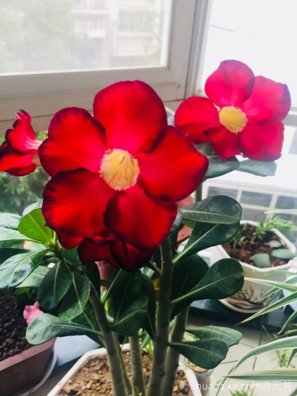 3 kinds of "big belly" flowers, suitable for raising on the table, can ...