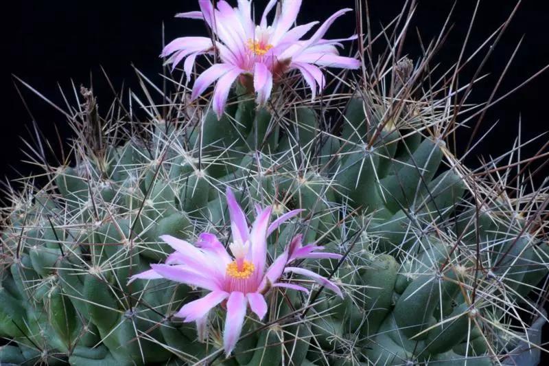 仙人掌科頂花球屬（Coryphantha） - 頭條匯