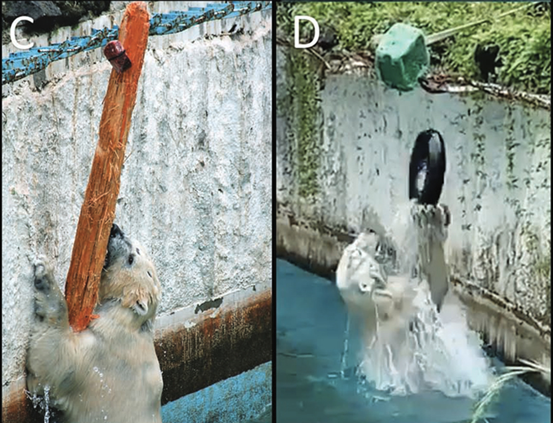 The polar bear stunned the walrus accurately by throwing a big rock ...
