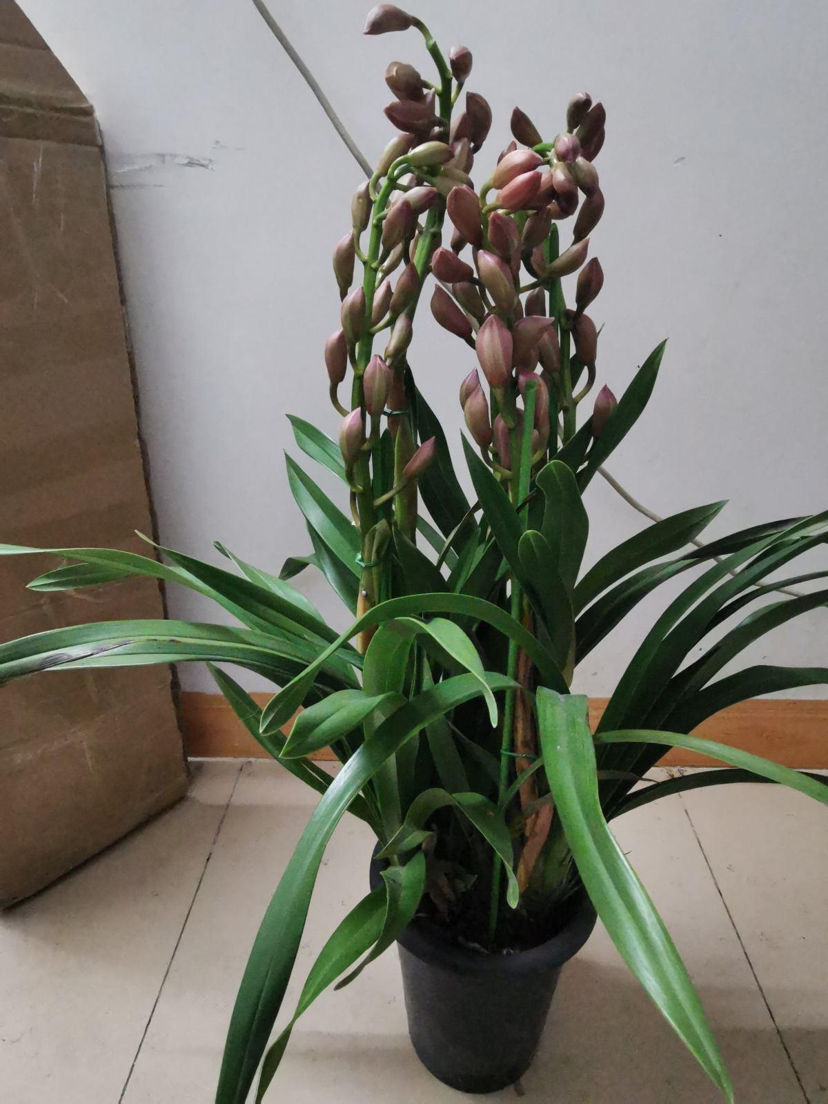 When growing large Cymbidium, remember "two work and one laziness", the ...