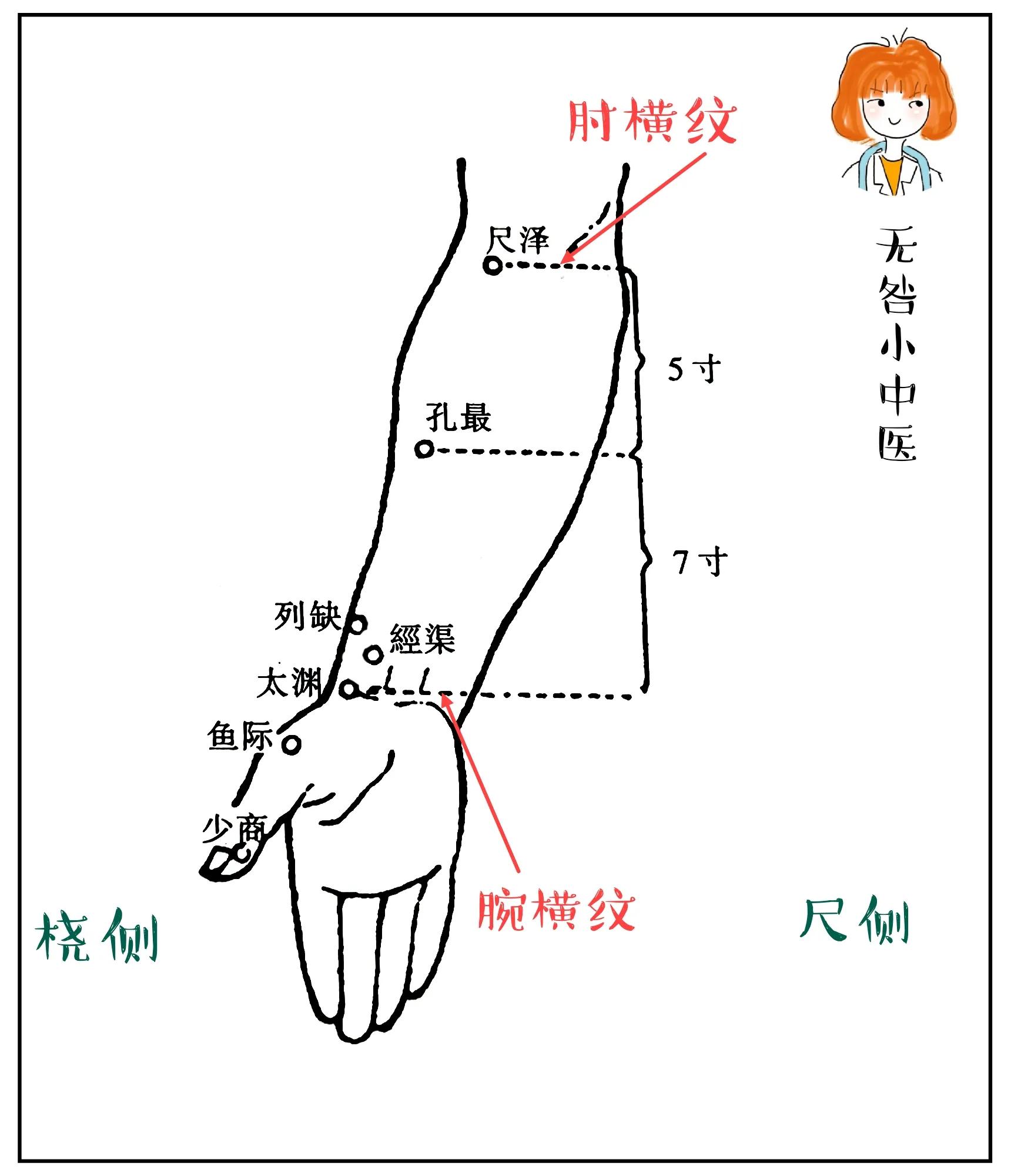 "Acupuncture" 64. Channel (Hand Taiyin Lung Channel) - iNEWS